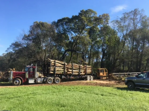 Forestry Services | Timber Harvesting Services | PA